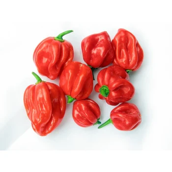 Scotch Bonnet Pepper (Rodo) 500g | 3SIEE Foods