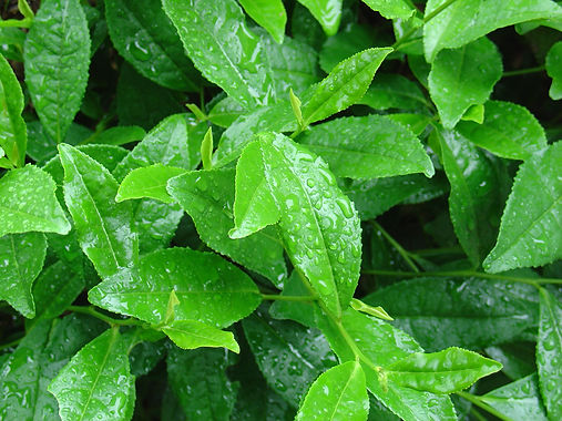 Shop | High Quality Green Tea | Tobi-en | Japan