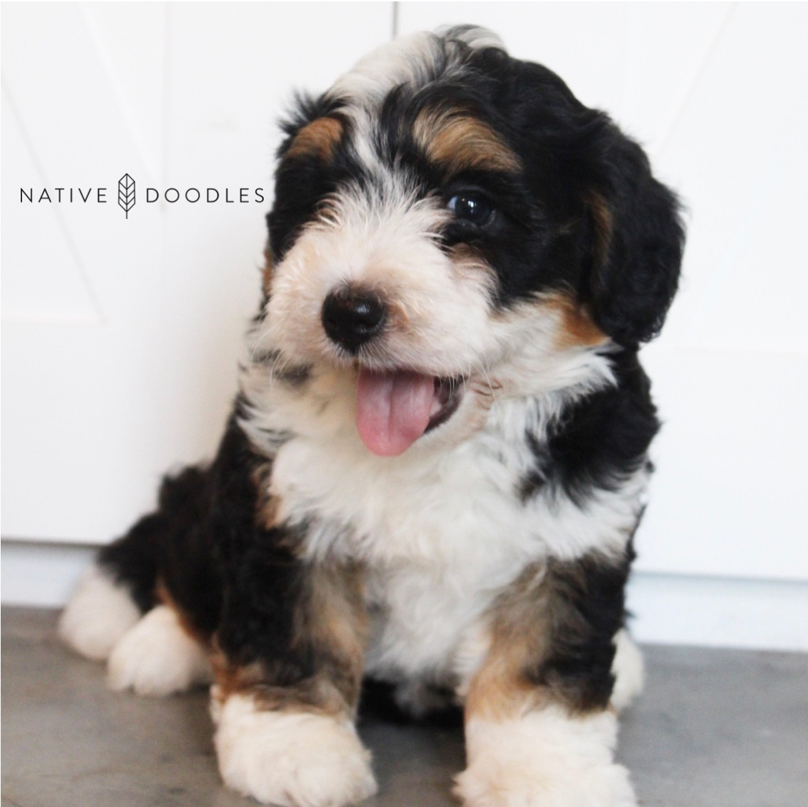 Fullscreen Page | nativedoodles