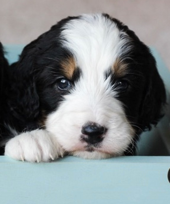 Fullscreen Page | nativedoodles