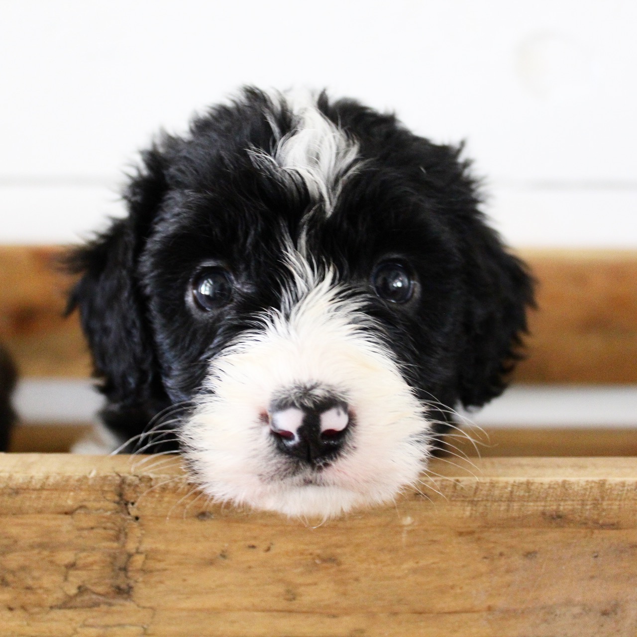 Reviews | nativedoodles