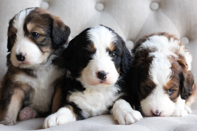 Fullscreen Page | nativedoodles