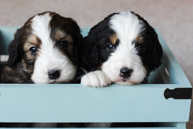 Fullscreen Page | nativedoodles