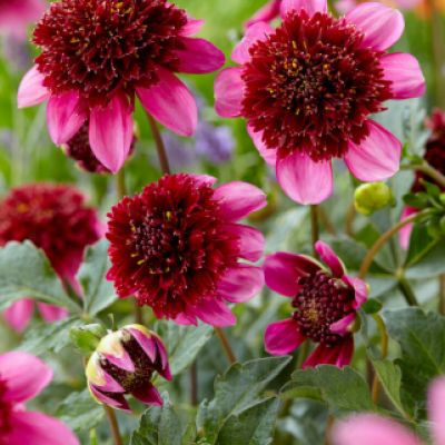 The Phantom | Mama's Dahlia Farm