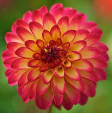 Raz-Ma-Taz | Mama's Dahlia Farm