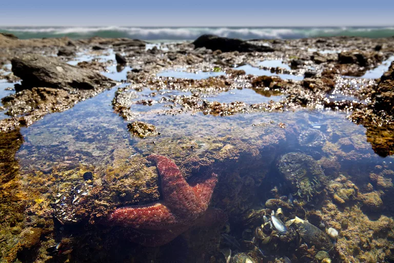 Let's rock the shores! Ecosystems of the sea: Rocky shores.