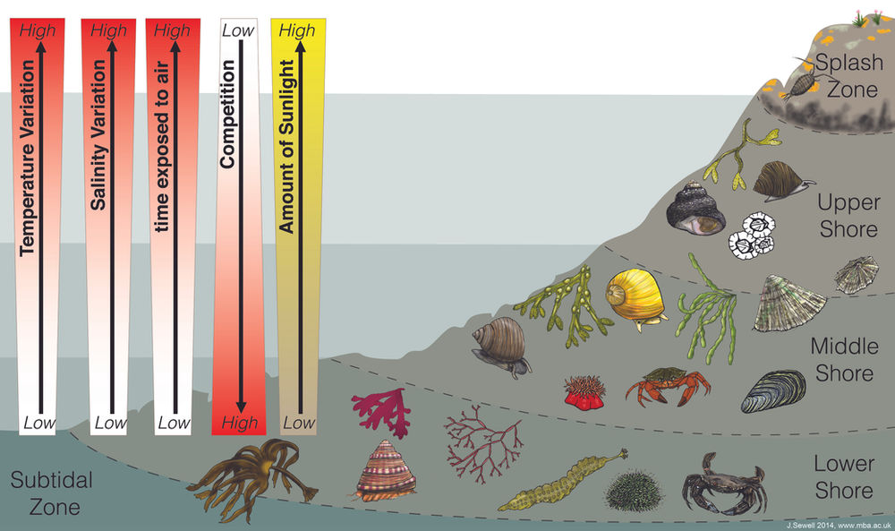 Let's rock the shores! Ecosystems of the sea: Rocky shores.