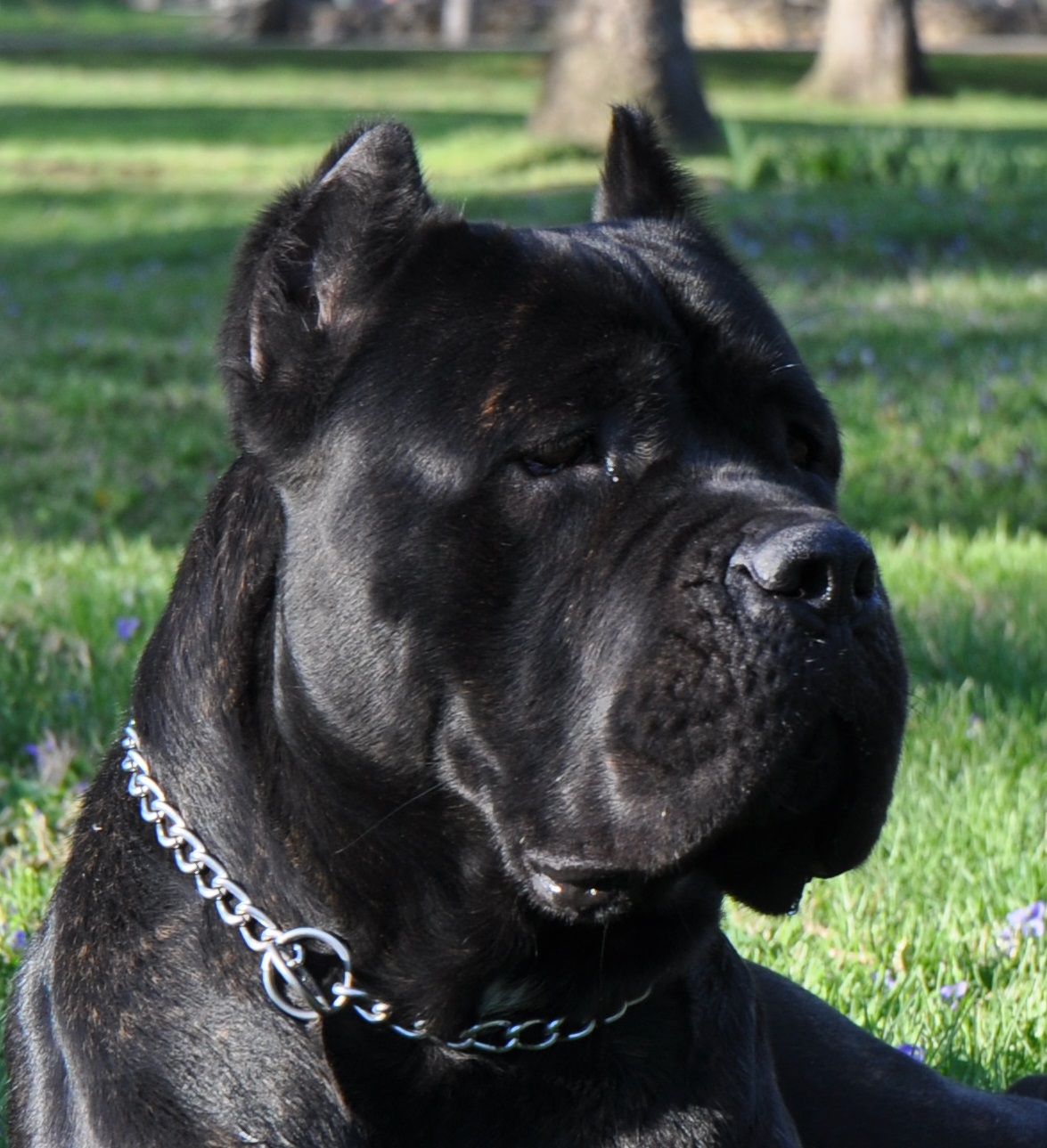 Cane Corso Males