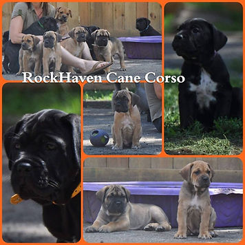 Rockhaven Cane Corso | Cane Corso Breeder | Indiana