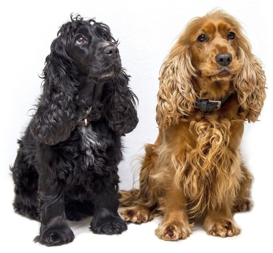 A Love Affair with Cocker Spaniels: A Bond Beyond Borders