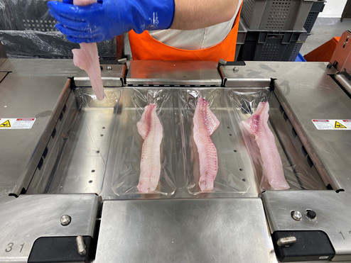 Wholesale | Taylor Fish Company