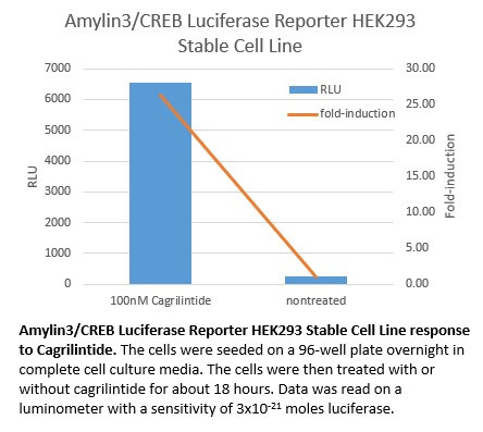 Amylin3/CRE Luciferase Reporter HEK293 Stable Cell Line (2 vials ...