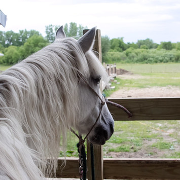Photo Gallery | Millbrook Trail Rides