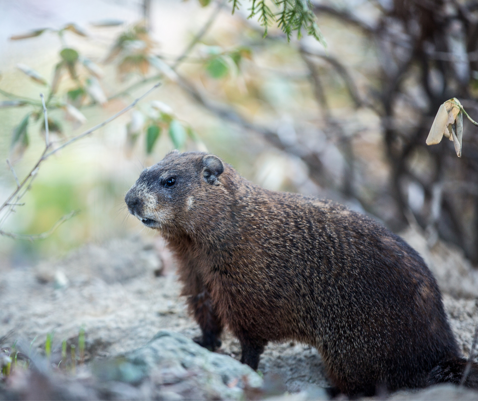 Groundhog Day | Aletheia Today