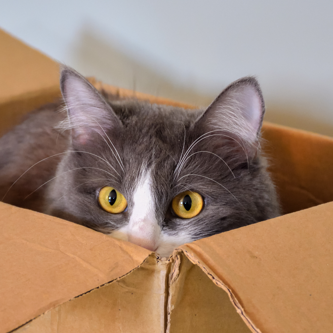 Schoedinger’s Cat and Consciousness | Aletheia Today