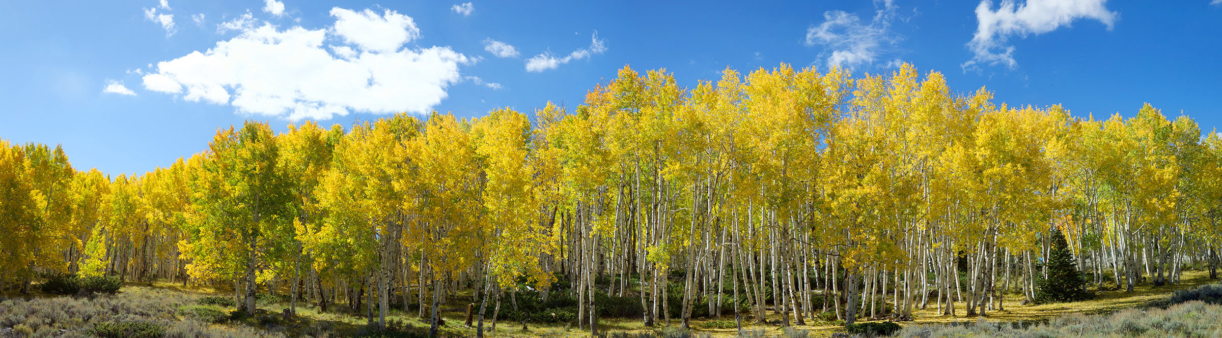 Pando | Aletheia Today