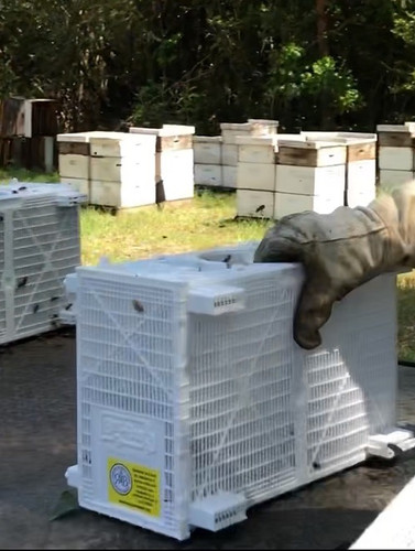 2026 Packages of CERTIFIED RUSSIAN BEES | Bee Mindful