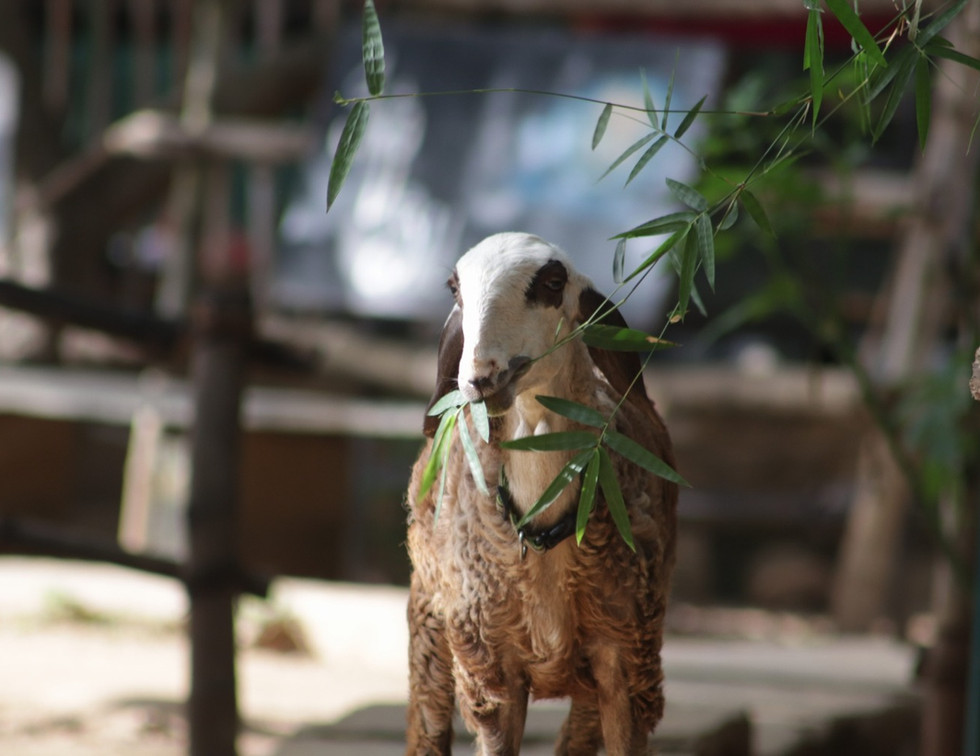 HOME | Prani - The Pet Sanctuary | Animal Park | Bengaluru