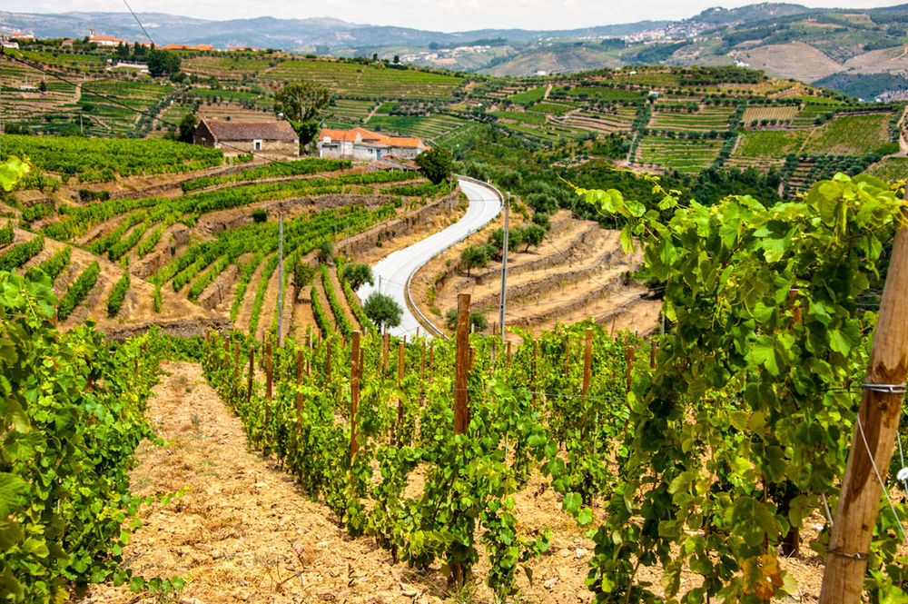 The Douro Wine Region