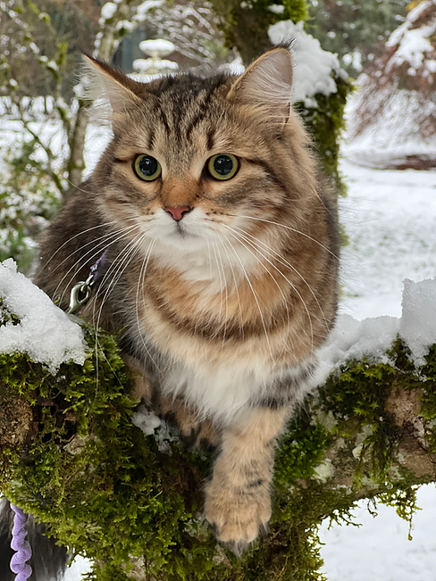 KINGS & QUEENS | Timber Frost Siberia