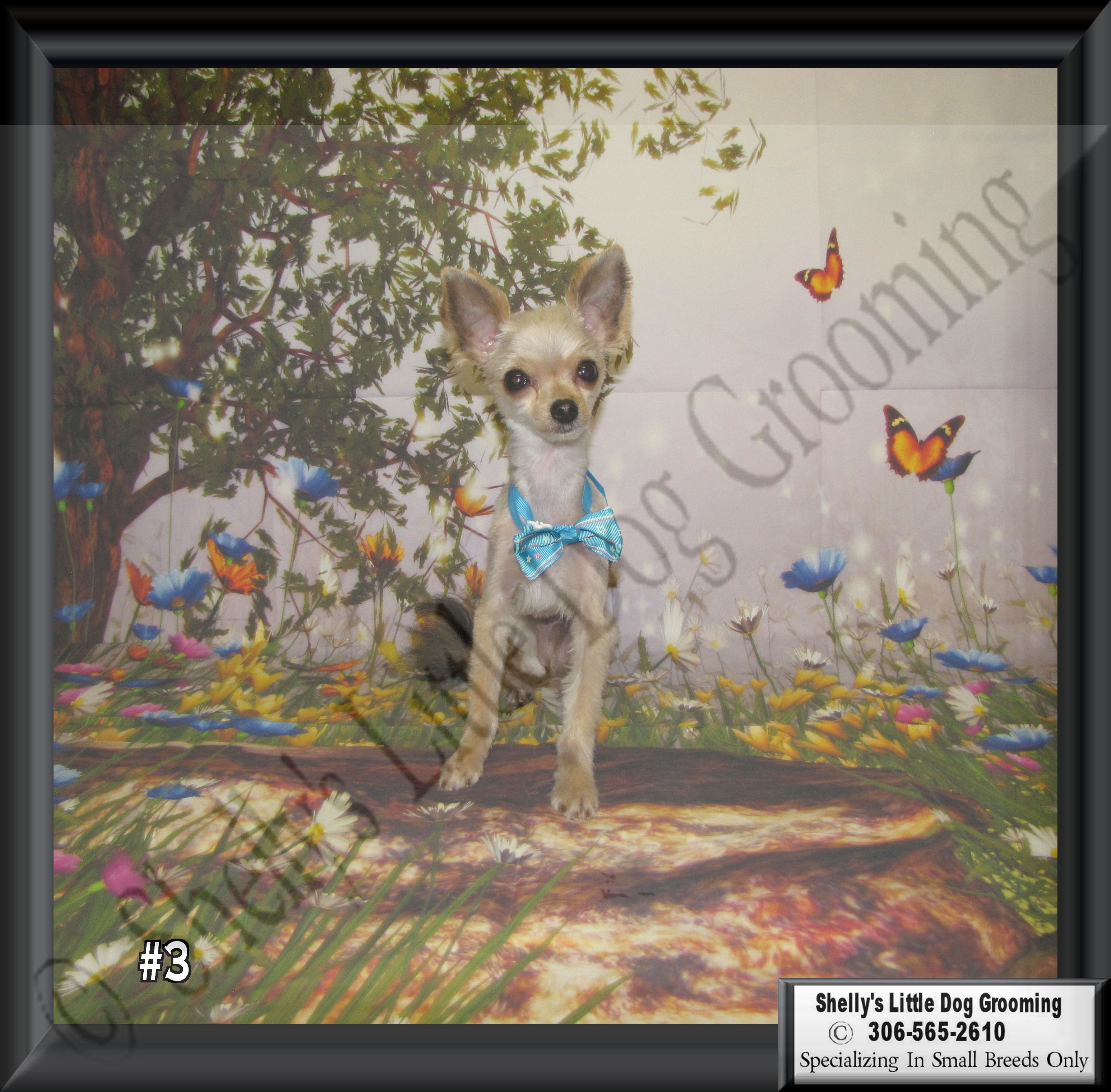 Shelly's Little Dog Grooming/Regina sk