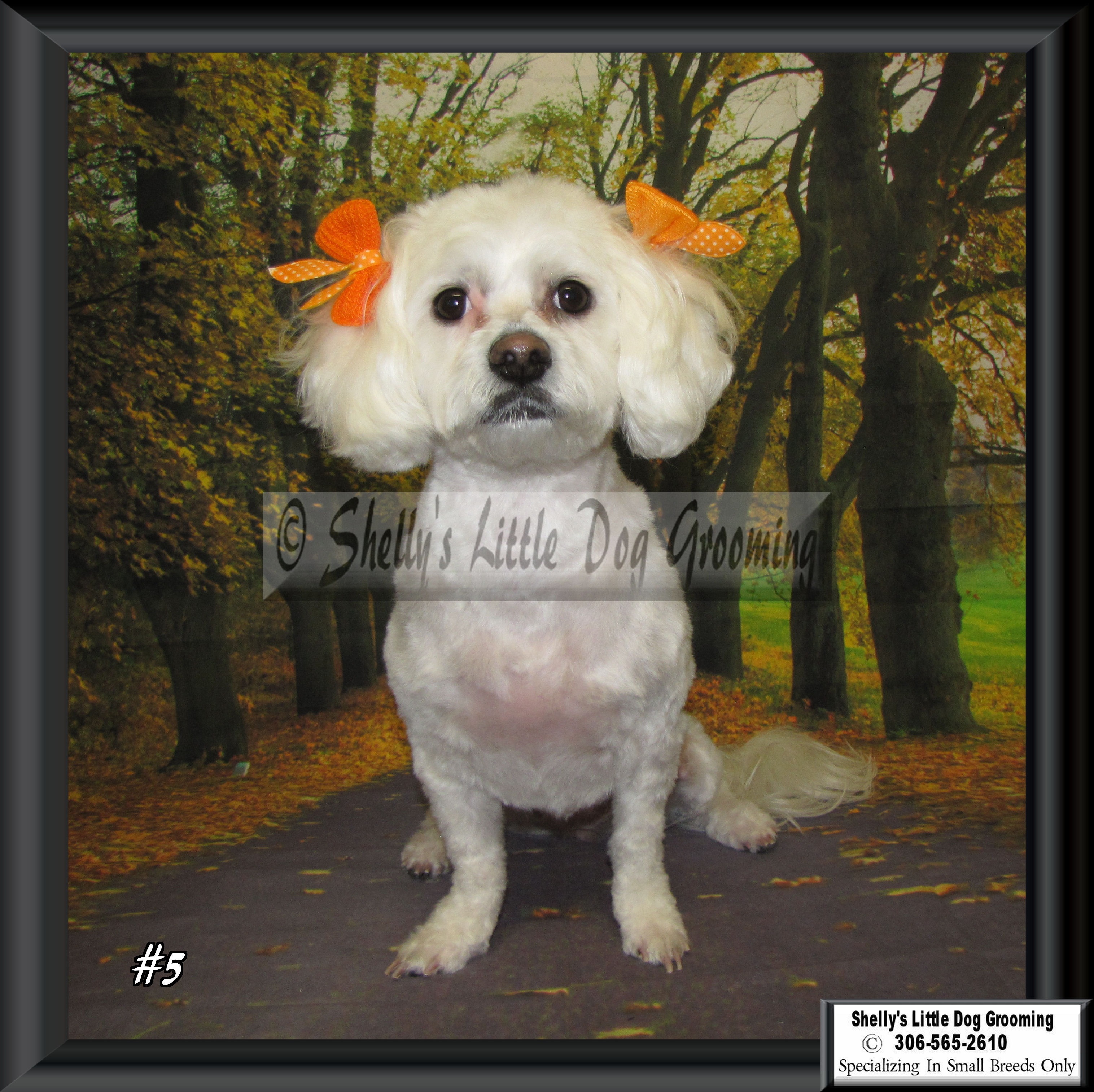 Shelly's Little Dog Grooming/Regina sk