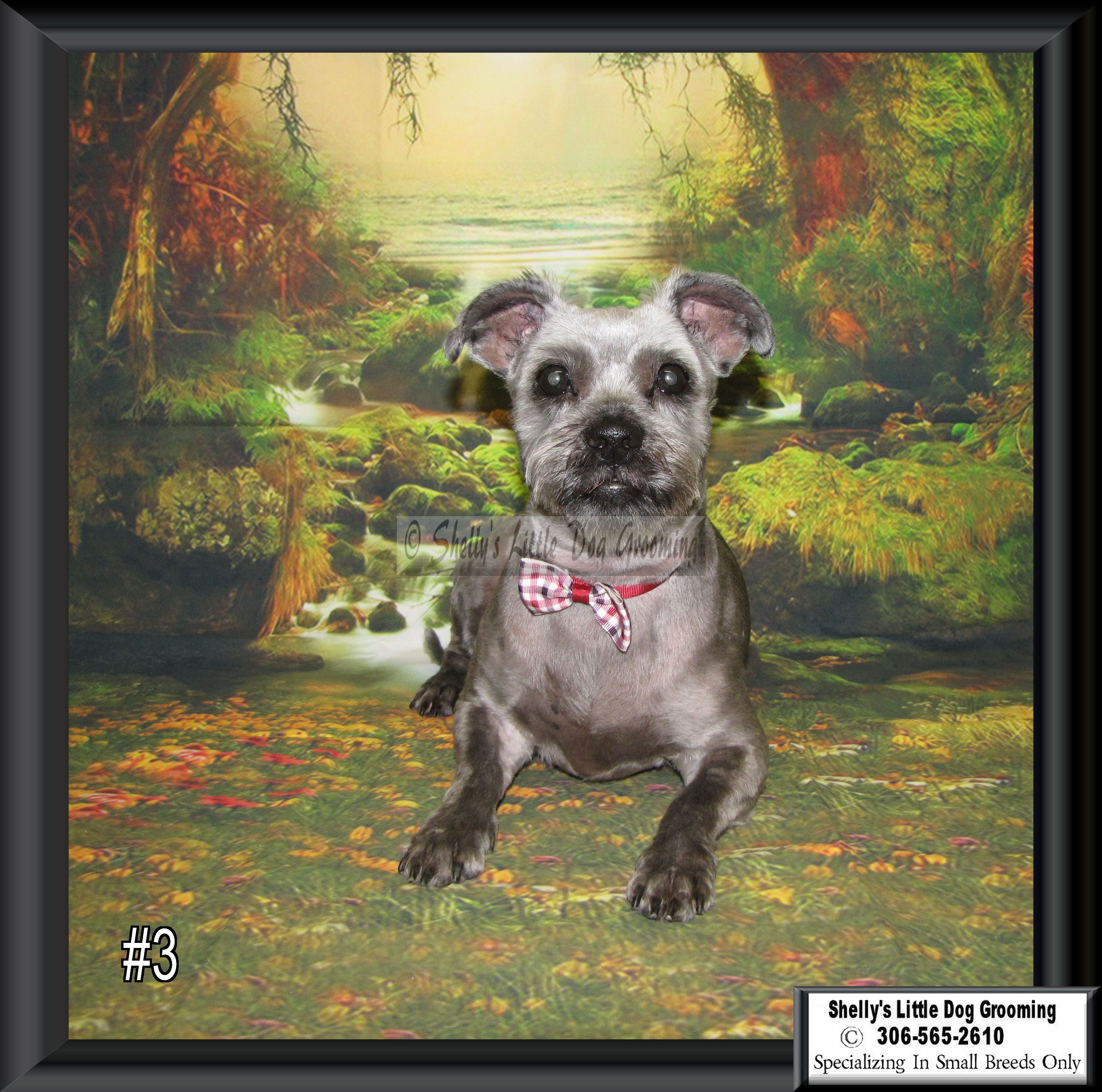 Shelly's Little Dog Grooming/Regina sk