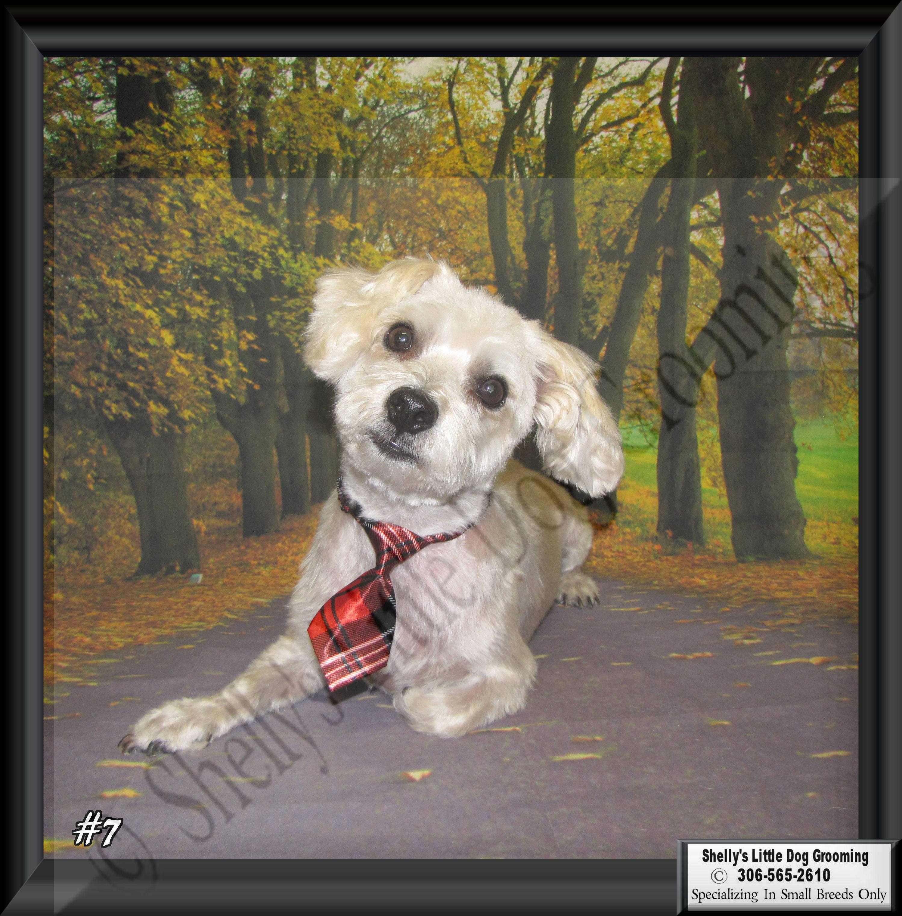 Shelly's Little Dog Grooming/Regina sk