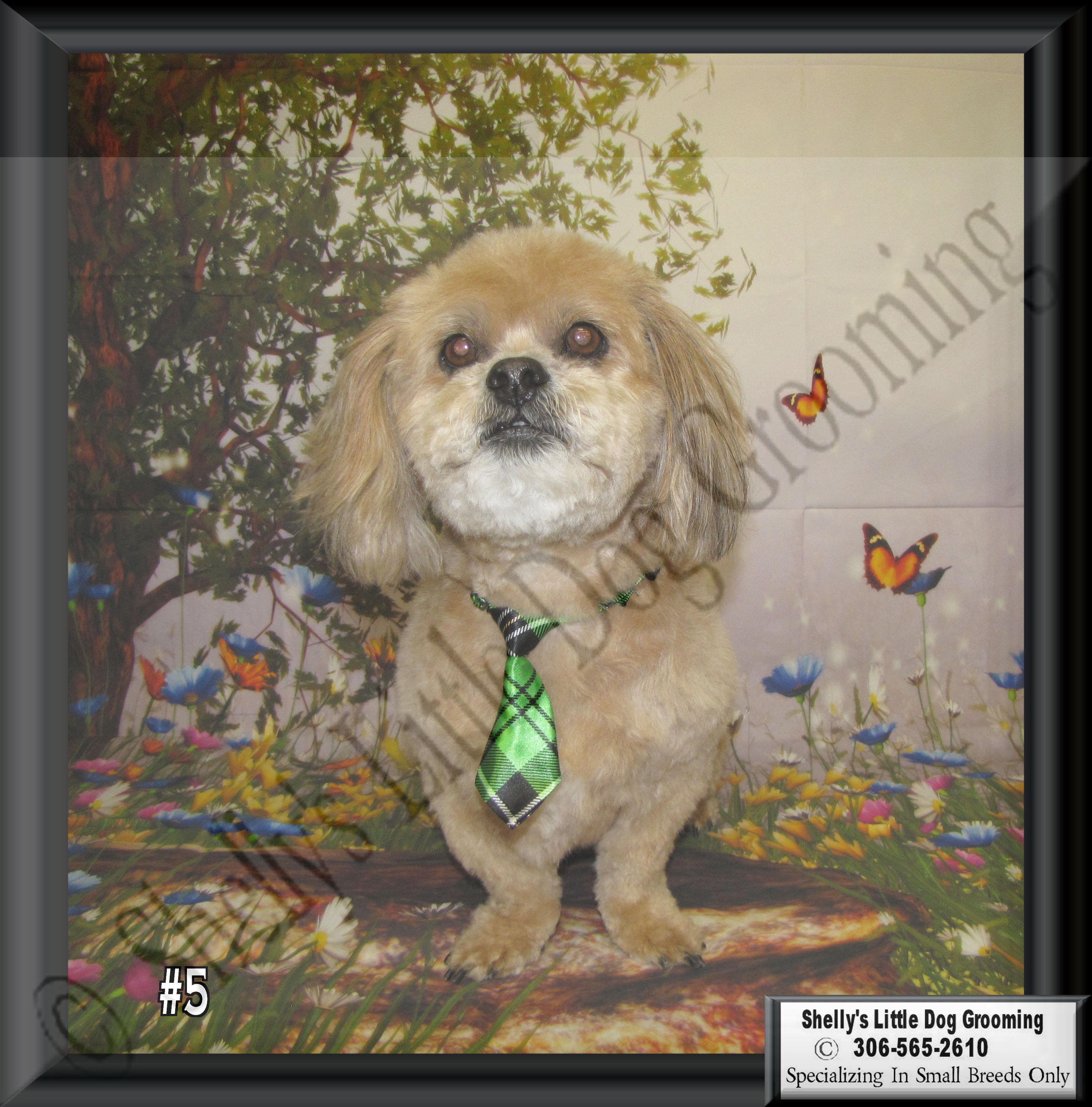 Shelly's Little Dog Grooming/Regina sk