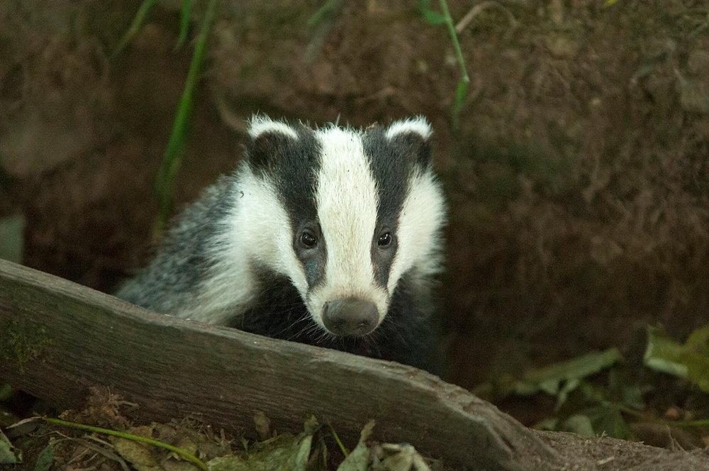 Crime report reveals a very bad year for badgers with a 36% surge in ...