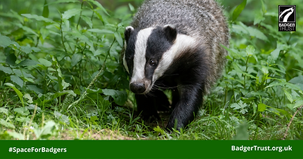 Why are badgers protected by law? | Badger Trust