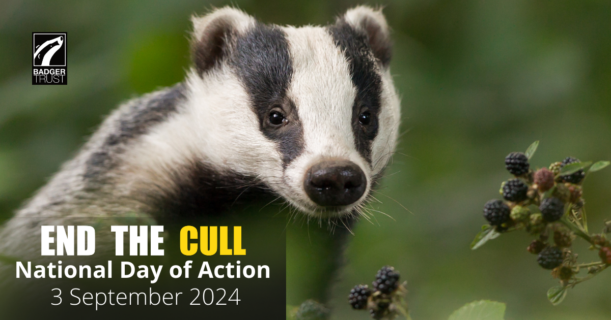 National Day of Action Against the Badger Cull called for Tuesday, 3 ...