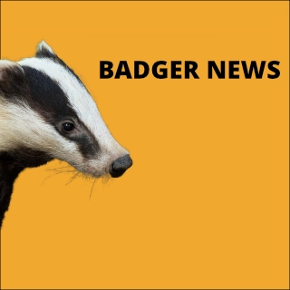 Latest Badger Trust News about Badgers | Badger Trust