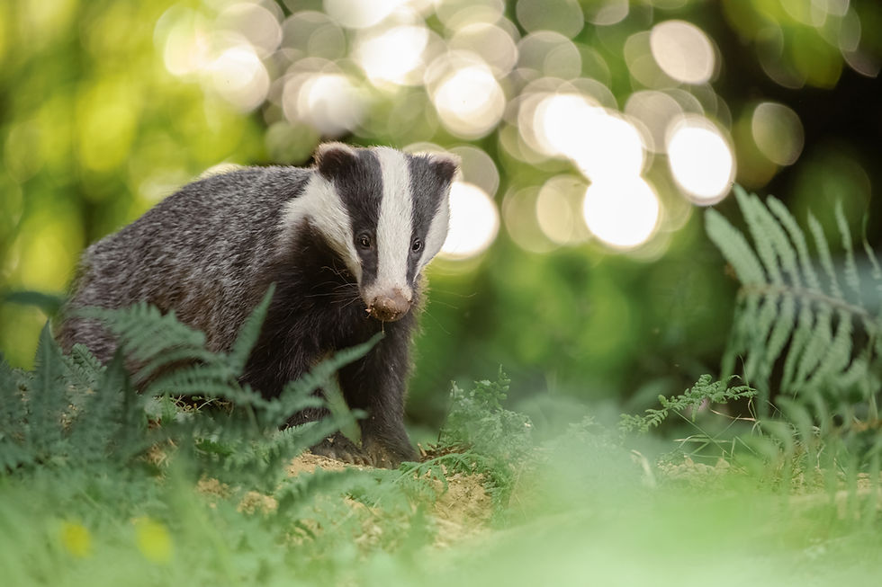 Rachel Bigsby is Badger Trust’s first Youth Ambassador
