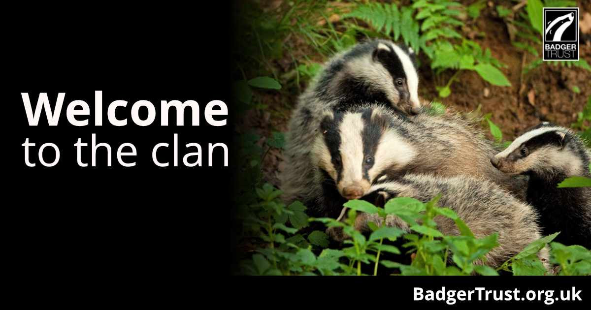 Badger Trust celebrates new badger groups in England and Wales