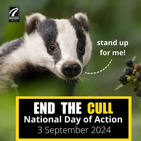 Badger Trust: Report Badgers, Stop Badger Cull, Prevent Badger Crime in ...