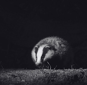 PROTECTION OF BADGERS ACT | Badger Trust