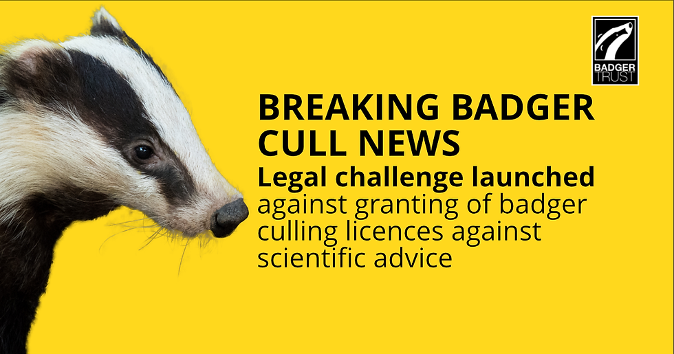 Legal challenge launched against granting of badger culling licences ...