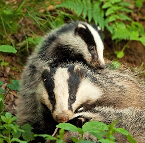 SPACE FOR BADGERS | Badger Trust