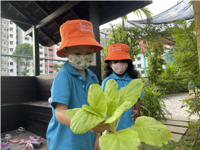 MOE Kindergarten @ Wellington: You Reap What You Sow