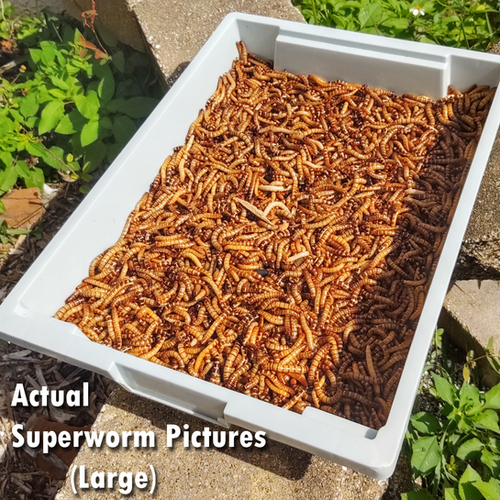 1000 Live Superworms - Large - Grown Organic in Florida | My Site 2