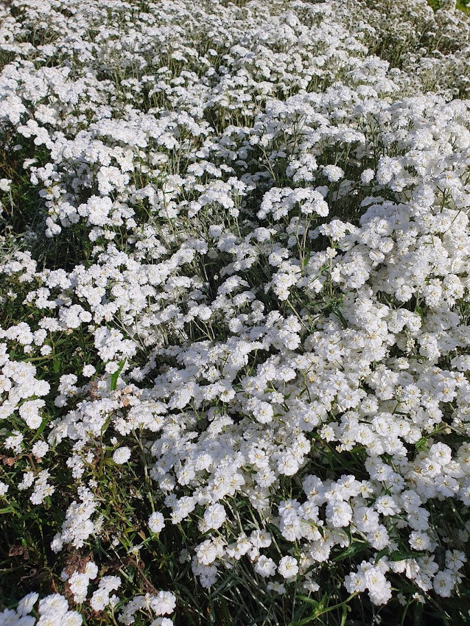 Achillea ptarmica ’Double Diamond’ | Engströms