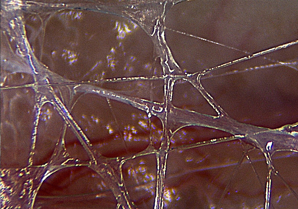 Le Fascia, l'organe de l’Unité