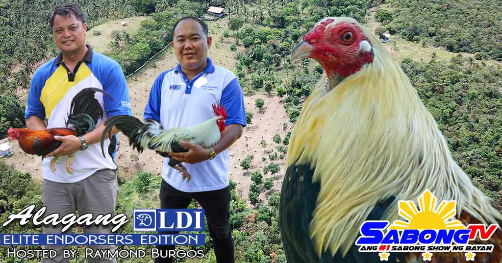 Episode previews of sabong, cockfighting and gamefowls | SabongTV