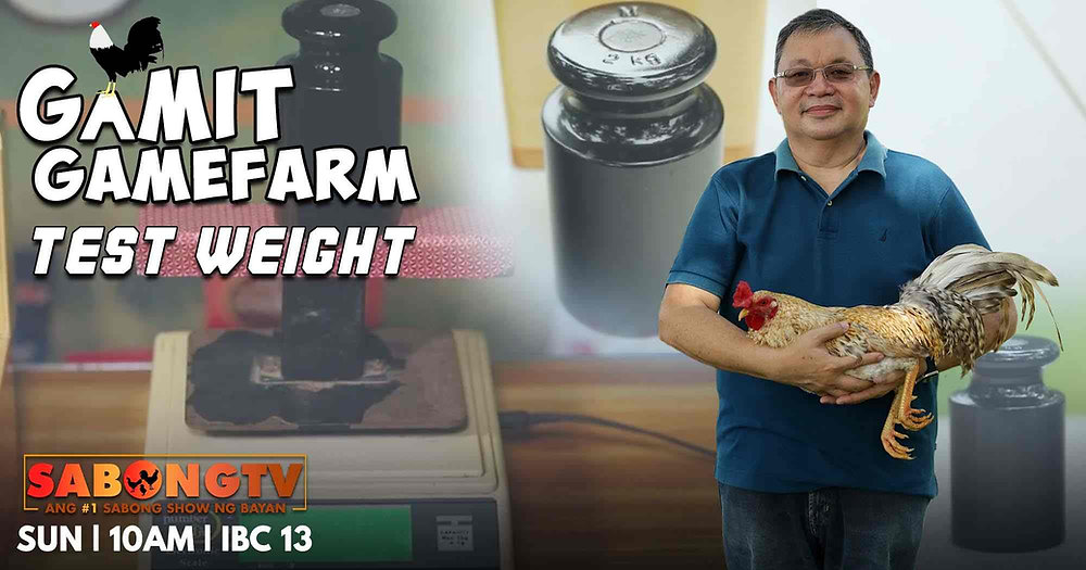 Gamit Gamefarm ang Test Weight | SabongTV