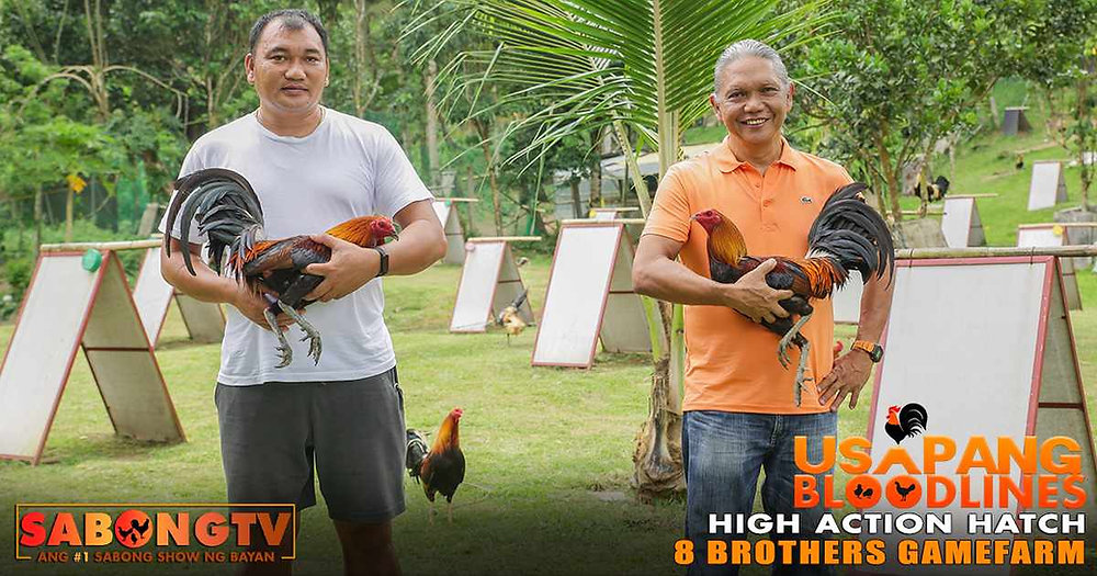 High Action Hatch ng 8 Brothers Gamefarm sa Usapang Bloodlines | SabongTV