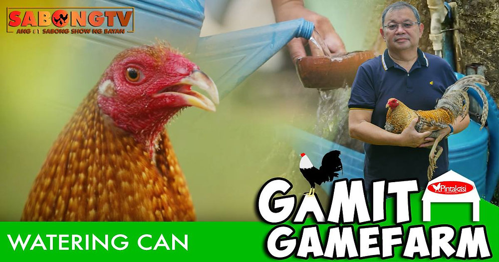 Gamit Gamefarm ang Watering Can | SabongTV