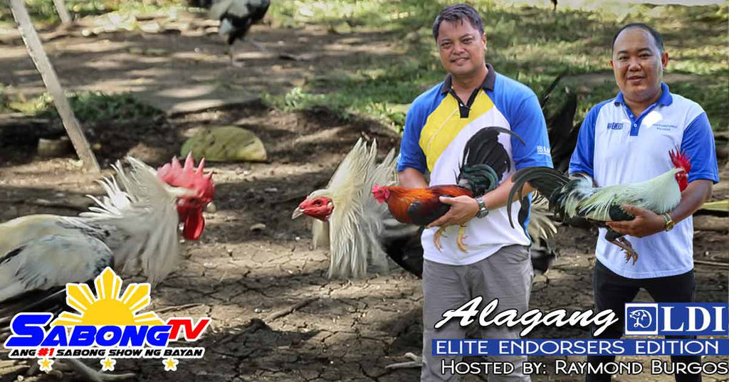 Episode previews of sabong, cockfighting and gamefowls | SabongTV