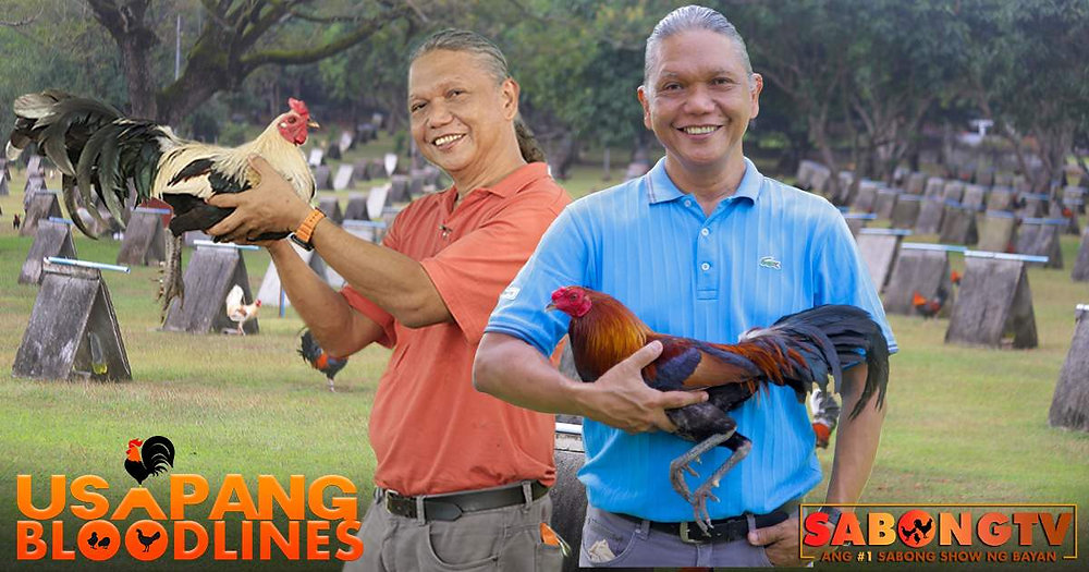 More Usapang Breeding with Doc Jun Cueto of Heartthrob Gamefarm | SabongTV
