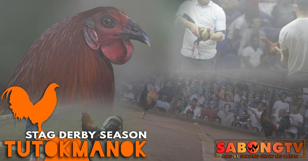Simula ng Stag Derby Season sa Tutok Manok | SabongTV